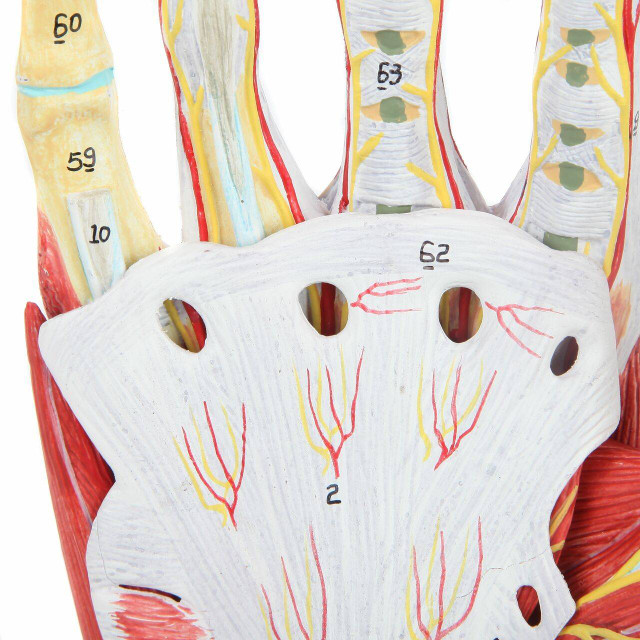 Axis Scientific 7 Part Hand with Muscles, Ligaments, Nerves and ...