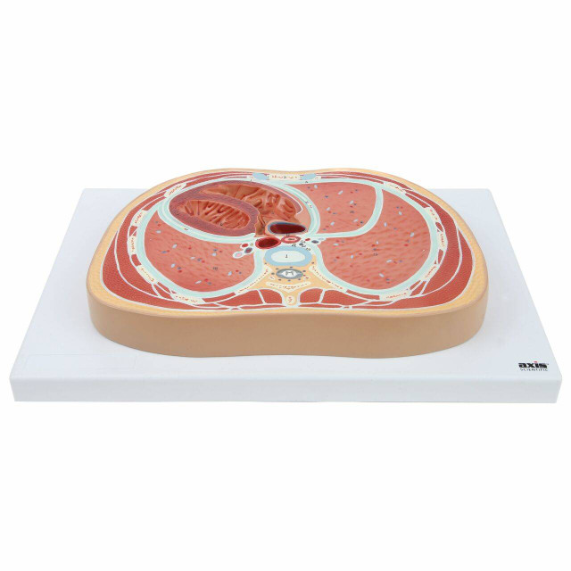 Anatomy Model Transverse Section Torso in 15 Parts