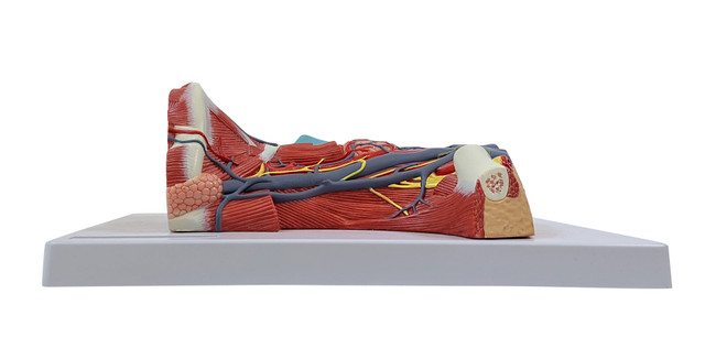 Axis Scientific Neck and Throat Model with Muscles, Veins and Arteries ...