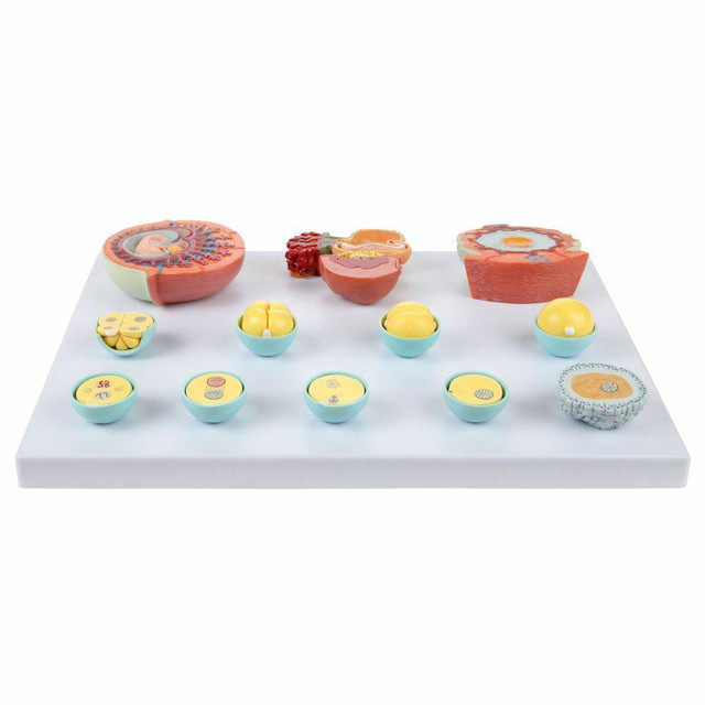 Axis Scientific - Human Fertilization and Early Embryogeny Model