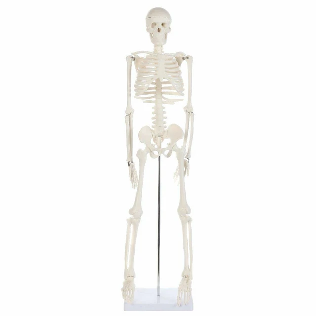 Anatomy Models - Skeleton Models - Mini Skeleton - Anatomy Warehouse