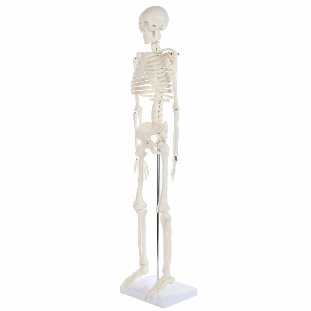 Anatomy Models - Skeleton Models - Mini Skeleton - Anatomy Warehouse