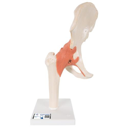 3B Scientific - Deluxe Functional Hip Joint Anatomy Model
