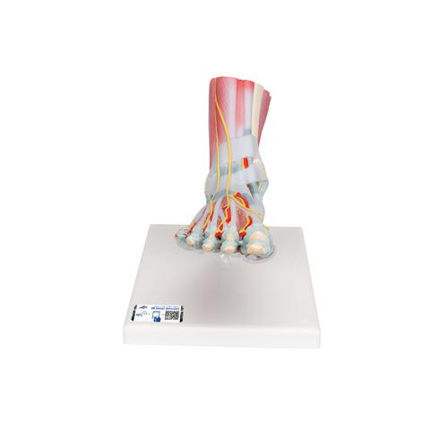Anatomy Model Somso Foot Muscled