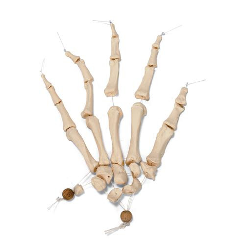 Anatomy Model Half Skeleton Wired