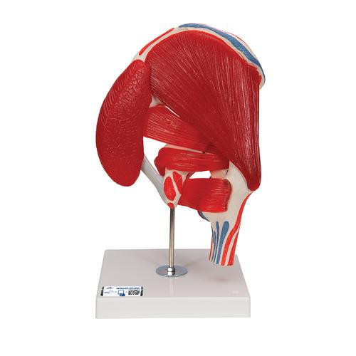3B Scientific - Male Hip Joint Anatomy Model (6 Parts)