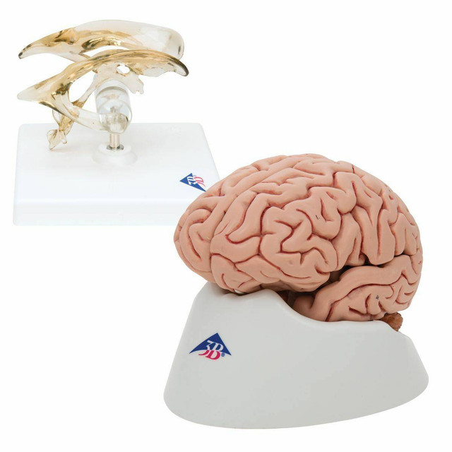Anatomy Model Rat Brain
