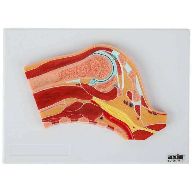 Anatomy Model Transverse Section Torso in 15 Parts