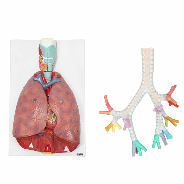 Axis Scientific - 7-Part Human Lung and Respiratory System (3/4 Life-Size)