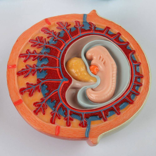 Axis Scientific - Pregnancy Anatomy Model Set
