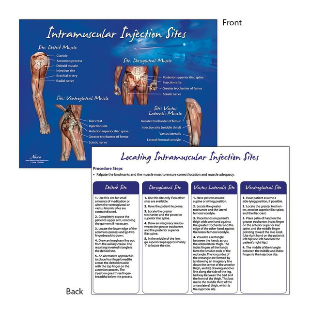 Anatomy Trainer Intramuscular Injection Sites Chart
