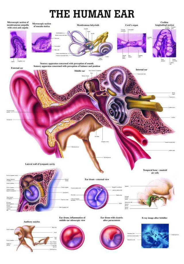 Rudiger Anatomie The Human Ear Laminated Anatomy Chart | Anatomy Warehouse