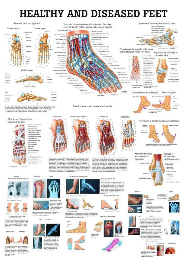 Muscles of the Foot Laminated Anatomy Chart