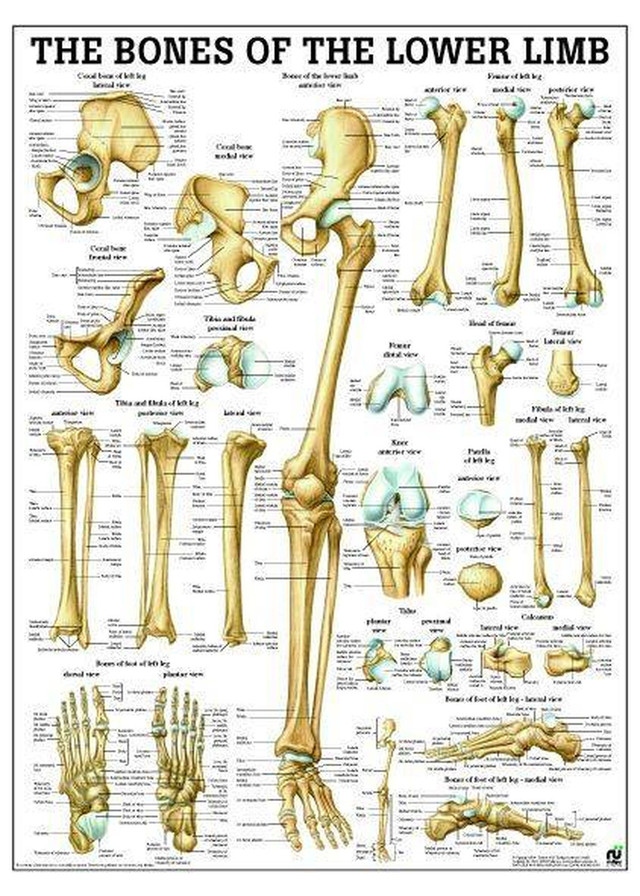 Rudiger Anatomie The Lower Extremity Laminated Anatomy Chart | Anatomy ...