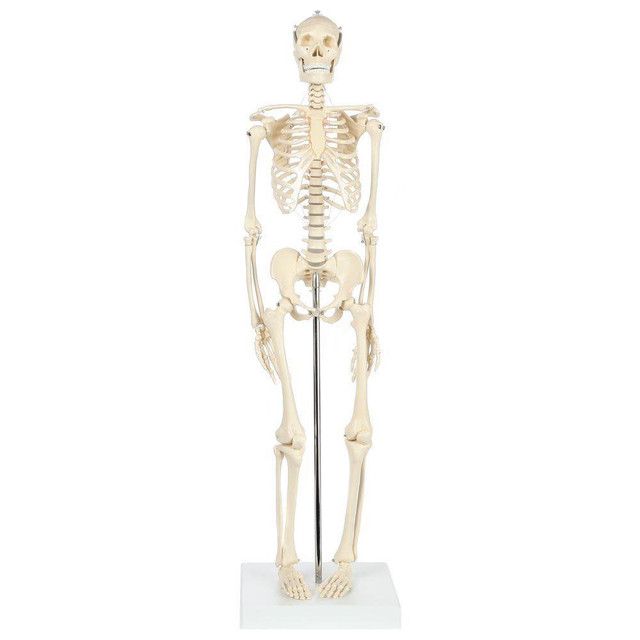 Anatomy Models - Skeleton Models - Mini Skeleton - Anatomy Warehouse