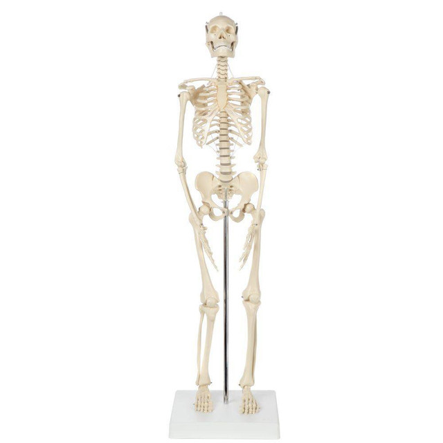 Anatomy Models - Skeleton Models - Mini Skeleton - Anatomy Warehouse