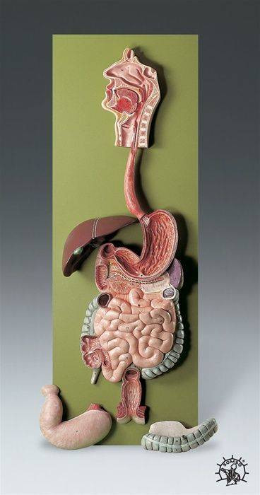 Anatomy Model Digestive System in 5 Parts