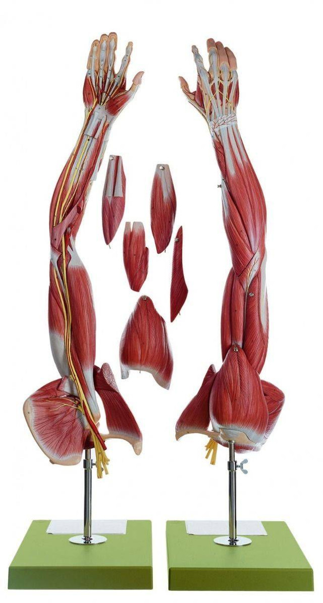 SOMSO Muscles of the Leg with Base of Pelvis | Anatomy Warehouse