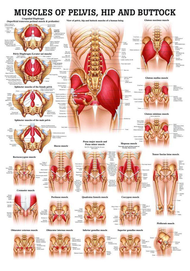 Rudiger Anatomie - Muscles of the Body Laminated Chart Set Rudiger Anatomie - Muscles of the Body Laminated Chart Set