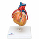 Anatomy Model Heart Basic