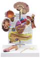 Anatomy Model Diabetes Type 2