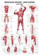 Rudiger Anatomie - The Muscular System - Deep Layers, Back Laminated Anatomy Chart