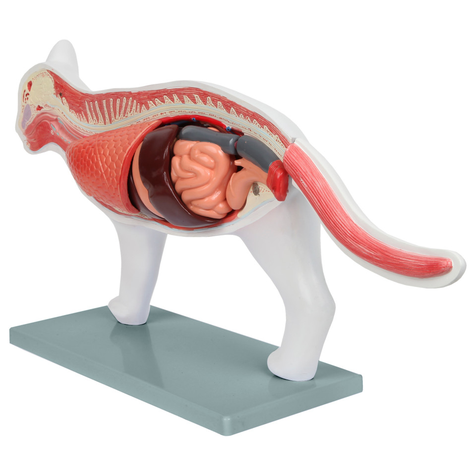 Anatomy Lab Domestic Feline Anatomy Model | Anatomy Warehouse