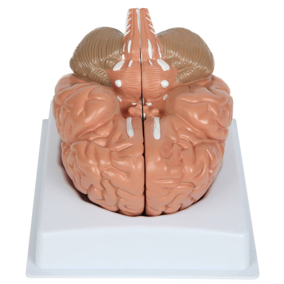 Anatomy Lab - Basic 2-Part Brain Model Anatomy Model