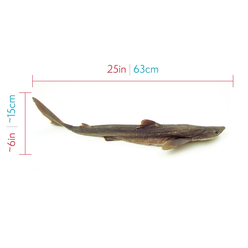 Anatomy Lab Preserved Dogfish Shark Specimen for Dissection, 22-27 ...
