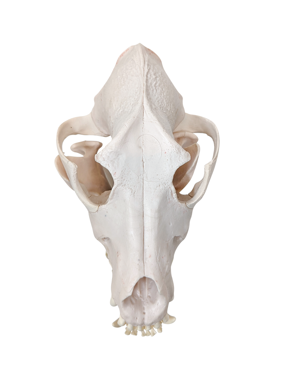 Axis Scientific Disarticulated Dog Skeleton | Anatomy Warehouse