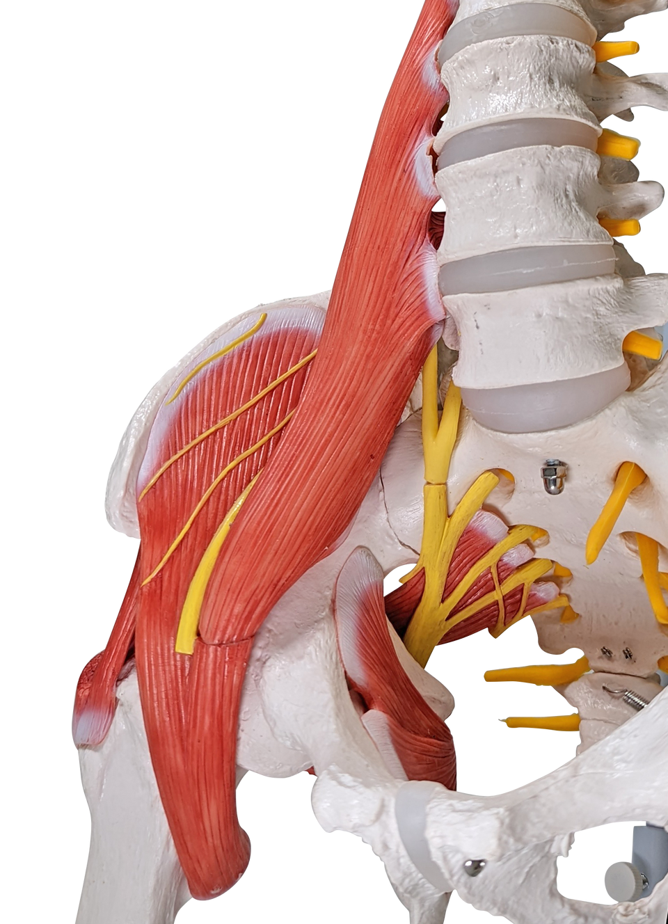Axis Scientific Life-Size Human Spine with Vertebrae, Nerves, Pelvis ...