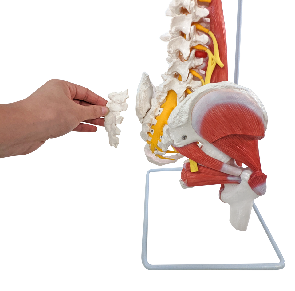 Axis Scientific Life-Size Human Spine with Vertebrae, Nerves, Pelvis ...