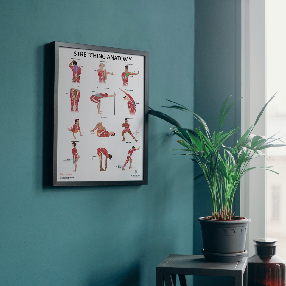 Anatomy Lab - The Stretching Laminated Poster