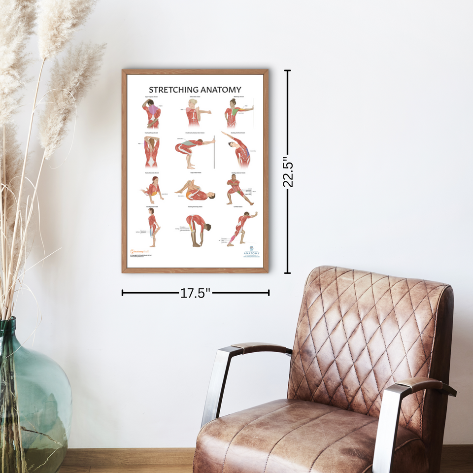 Anatomy Lab - The Stretching Laminated Poster