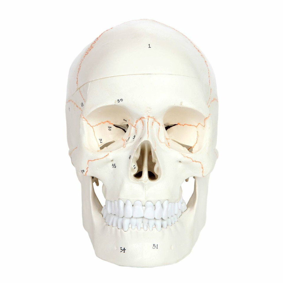 Axis Scientific 3-Part Life-Size Human Skull Numbered Anatomy Model ...