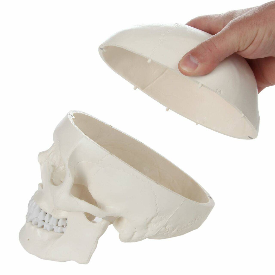 Axis Scientific 3-Part Life-Size Human Skull Anatomy Model | Anatomy ...