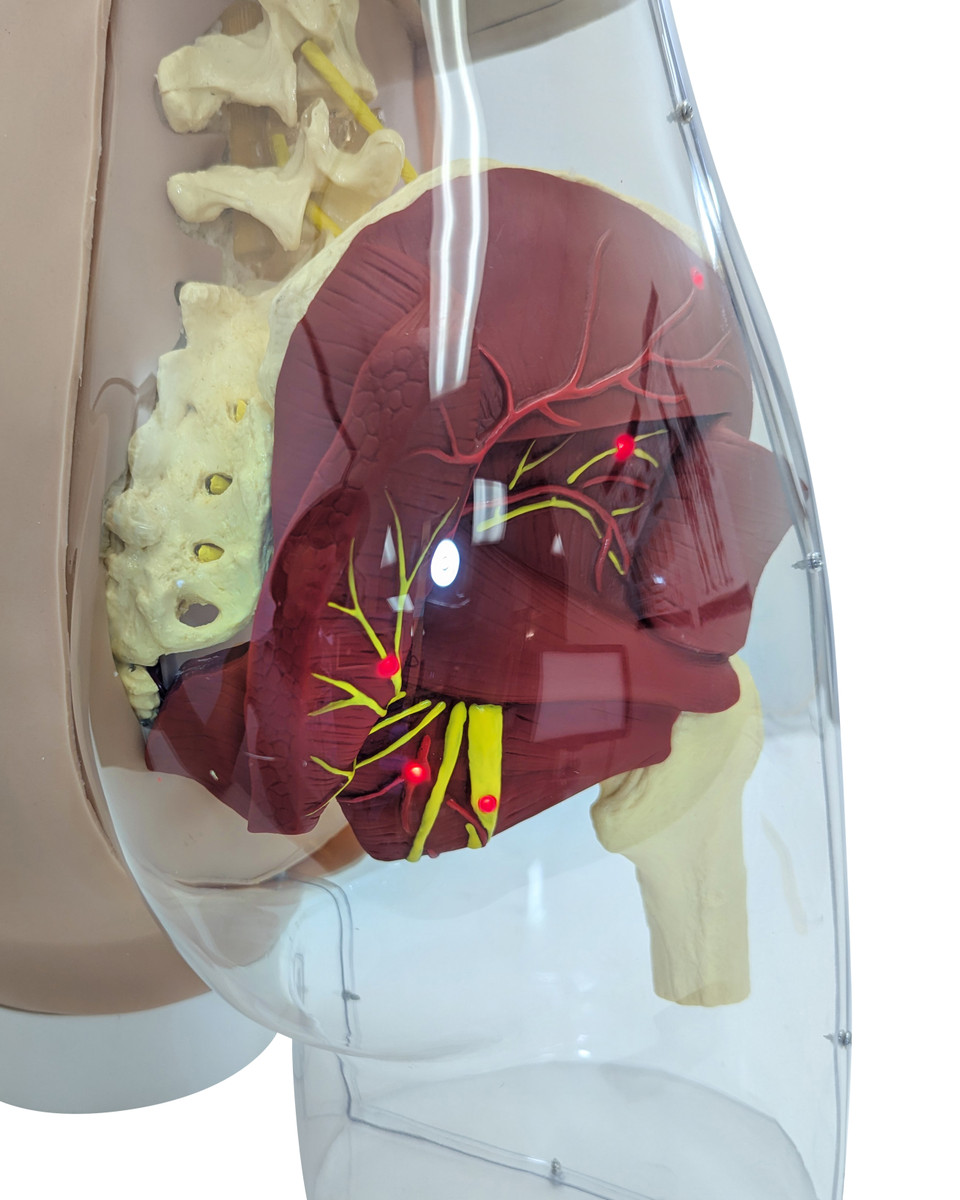 Anatomy Lab - Buttock Intramuscular Injection Model