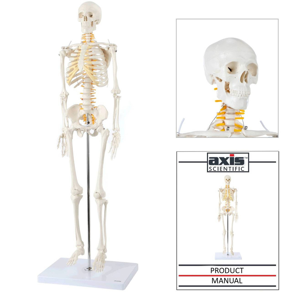Axis Scientific Miniature 31" Human Skeleton Anatomy Model | Anatomy ...