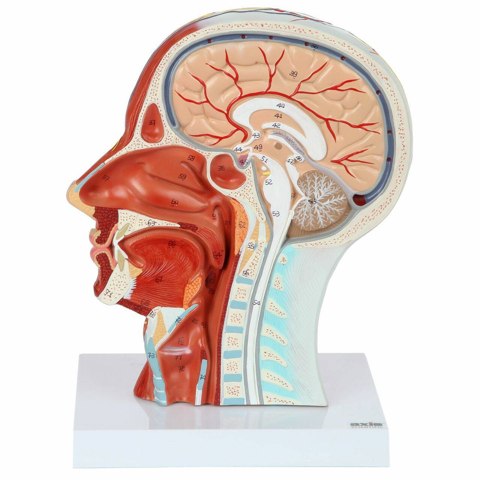 Axis Scientific Half Head with Muscles, Nerves and Vasculature ...