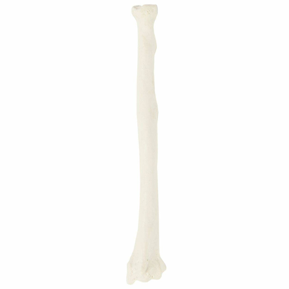 Axis Scientific Human Bone Microstructure with Long Bone Osteon