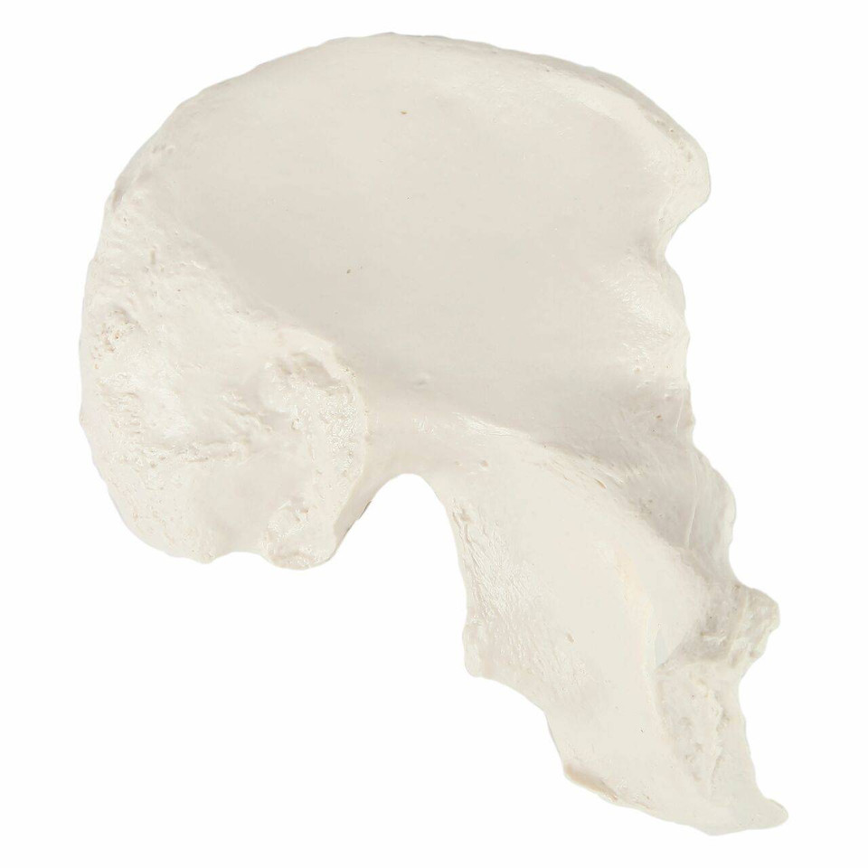 Axis Scientific Human Bone Microstructure with Long Bone Osteon