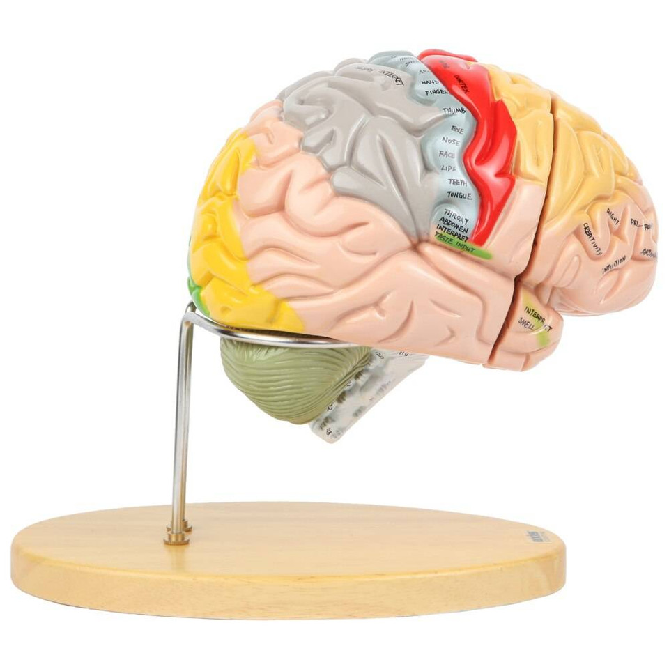 Anatomy Warehouse Brain Anatomy Models