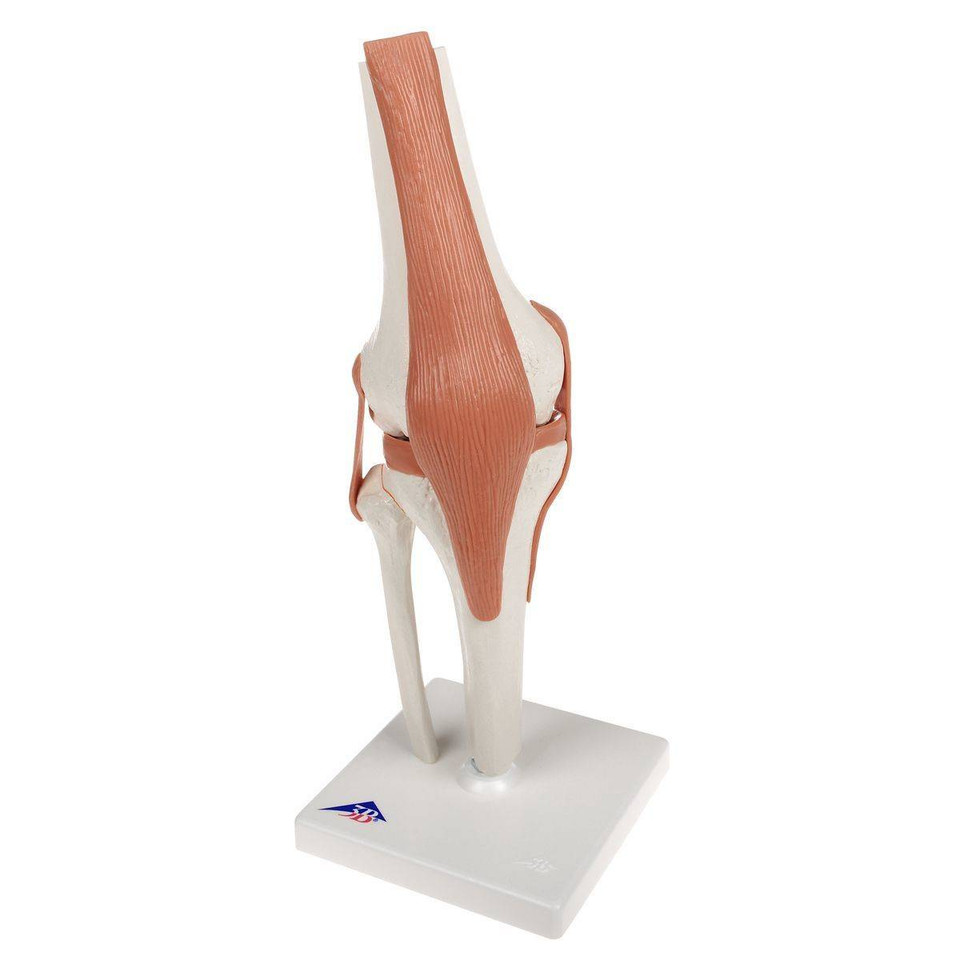 SOMSO Functional Model of the Knee Joint