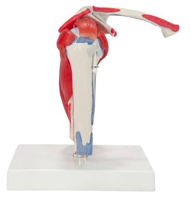 3B Scientific Shoulder Joint Anatomy Model With Rotator Cuff | Anatomy ...