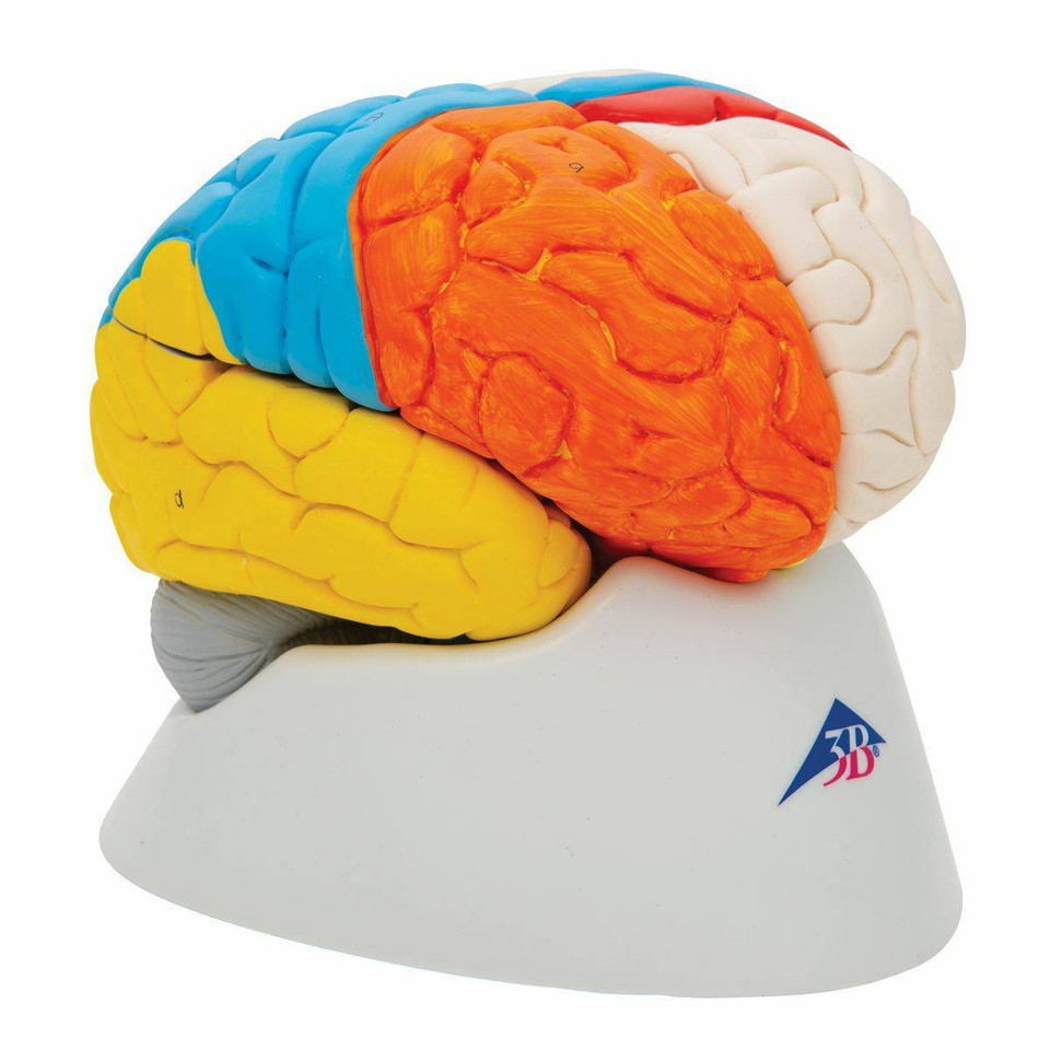 3B Scientific Neuro-Anatomical Brain Model | Anatomy Warehouse