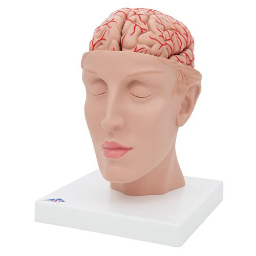 3B Scientific - Half Human Head with Deluxe Brain with Arteries Anatomy ...
