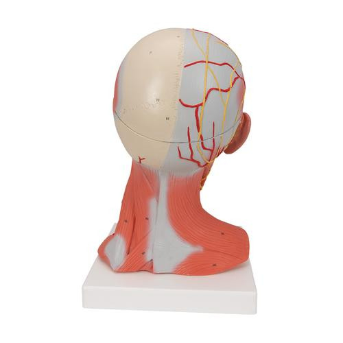 3B Scientific Human Head and Neck Musculature Anatomy Model | Anatomy ...