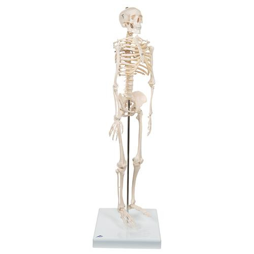 3B Scientific Mini 31" Human Skeleton Anatomy Model | Anatomy Warehouse