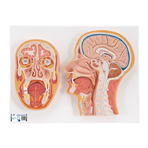 3B Scientific - 2 Head Models - Median and Frontal Sections