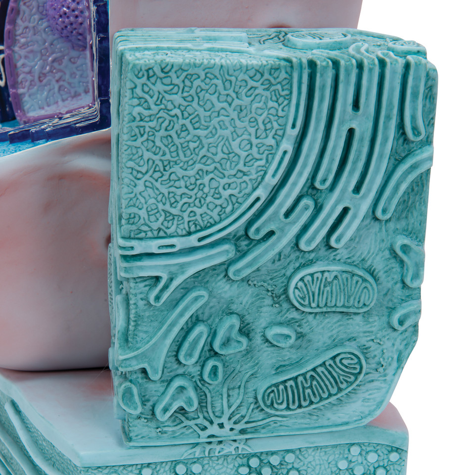 3B Scientific Animal Cell Structure Model | Anatomy Warehouse